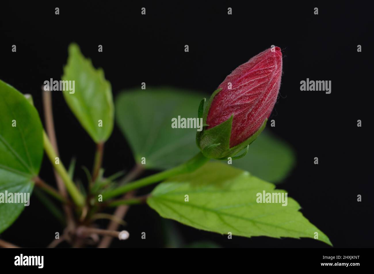 Close up bud of Hibiscus rosa-sinensis, known as China rose Stock Photo ...