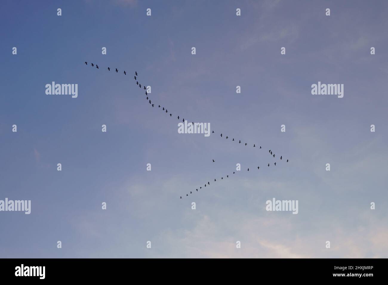Migration of storks hi-res stock photography and images - Alamy