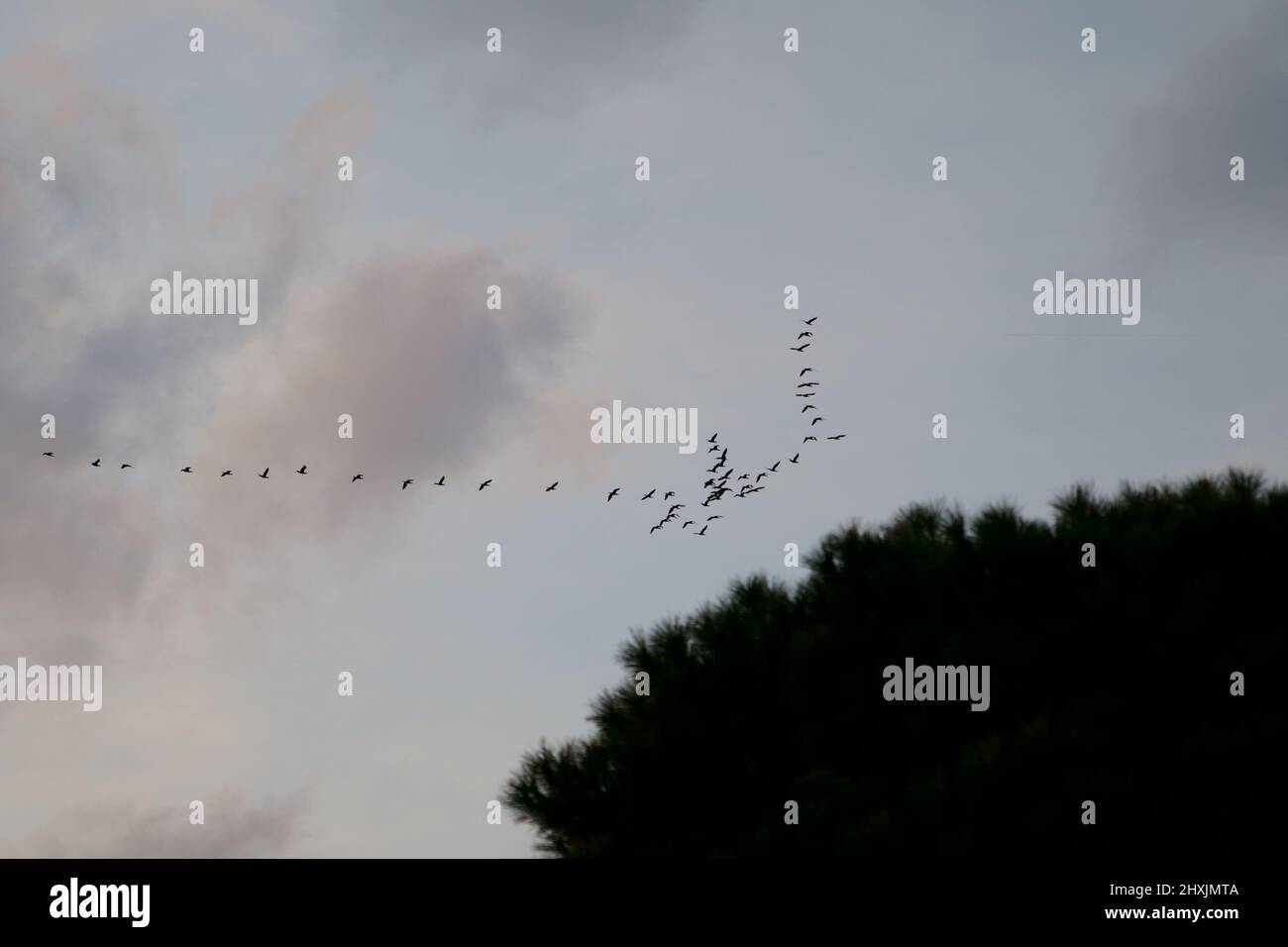 Aerial pattern migration hi-res stock photography and images - Alamy