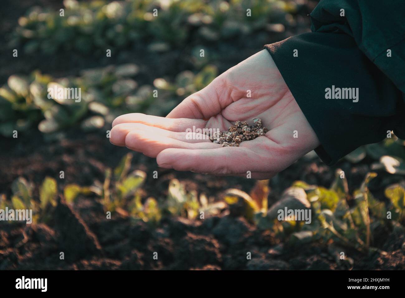 Person holding seeds planting in hi-res stock photography and images ...