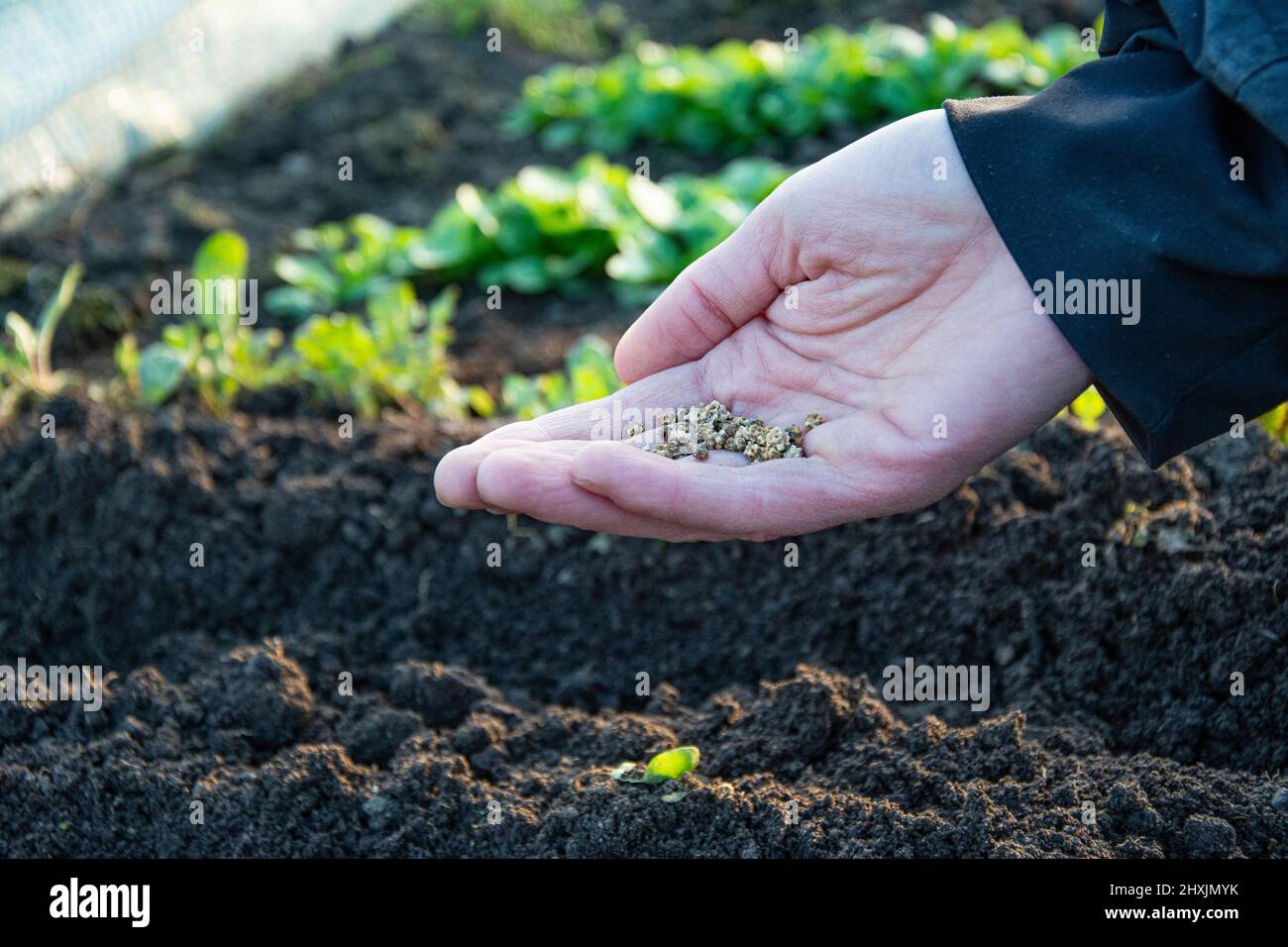 Woman planting vegetable seeds home hi-res stock photography and images ...