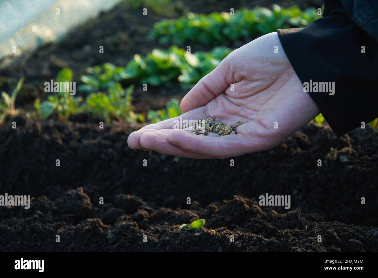Person holding seeds planting in hi-res stock photography and images ...