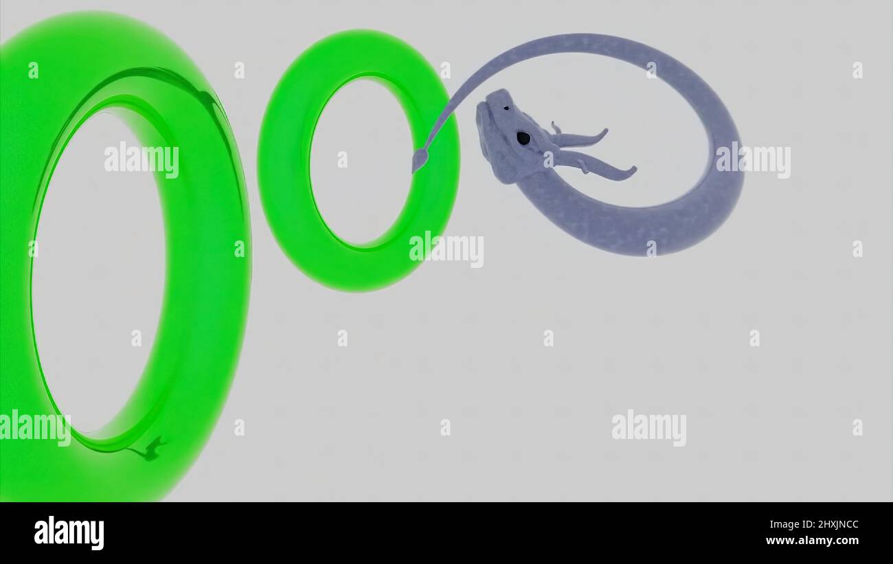 Magical fairytale asian dragon flying through rings isolated on a white ...