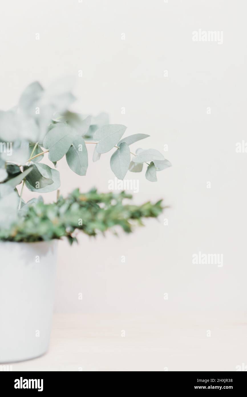 defocused fresh eucalyptus leaves and boxwood in cement vase on wooden ...