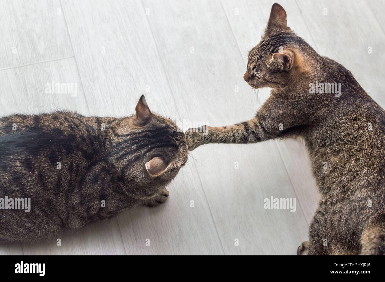 Cats fighting each other hi-res stock photography and images - Alamy