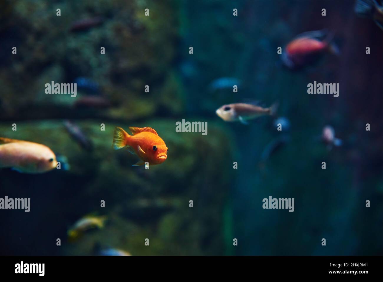 Colorful fishes in the deep under water, sea fish in zoo aquarium ...