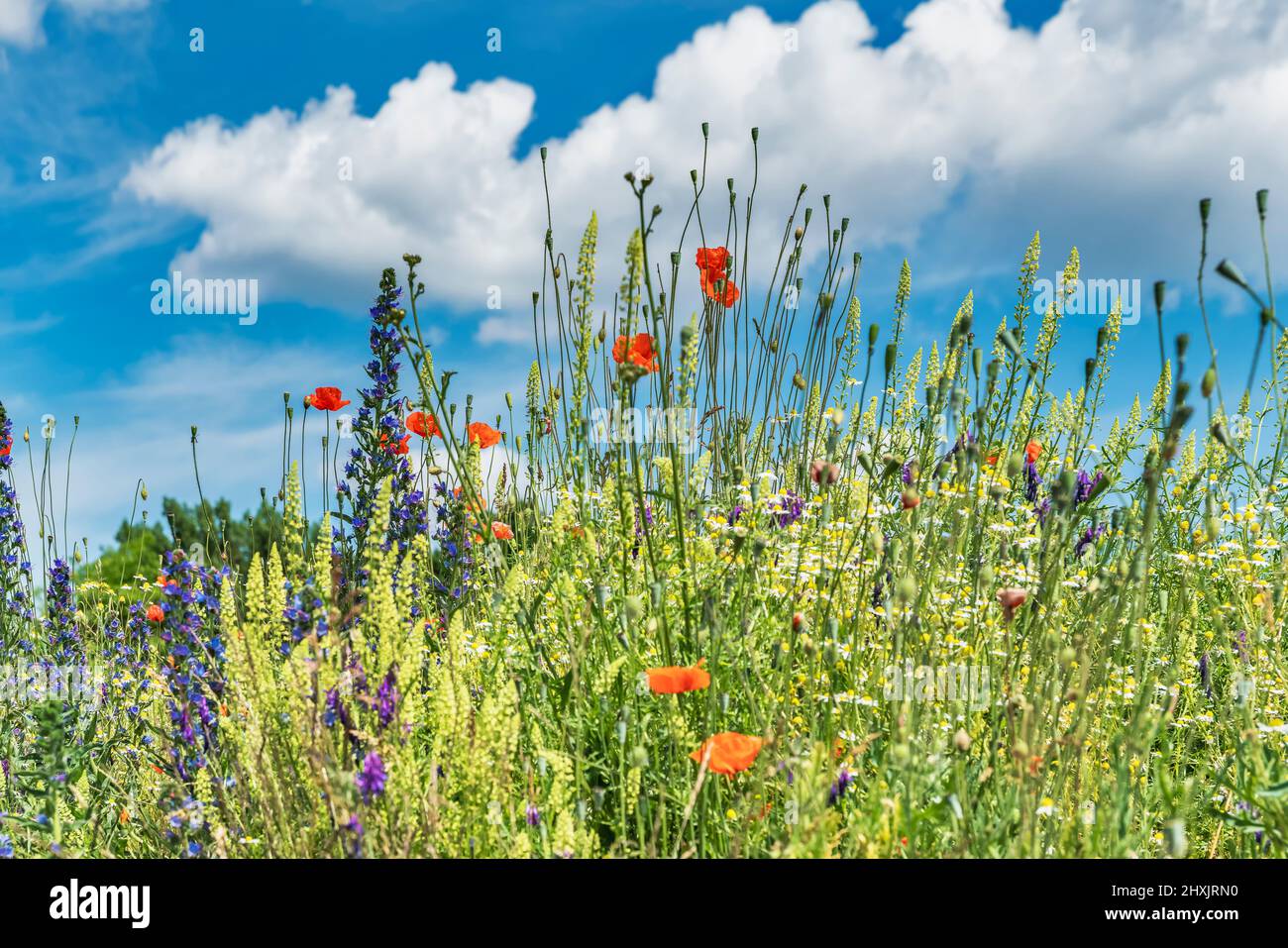 A colorful flower meadow in springtime Stock Photo - Alamy
