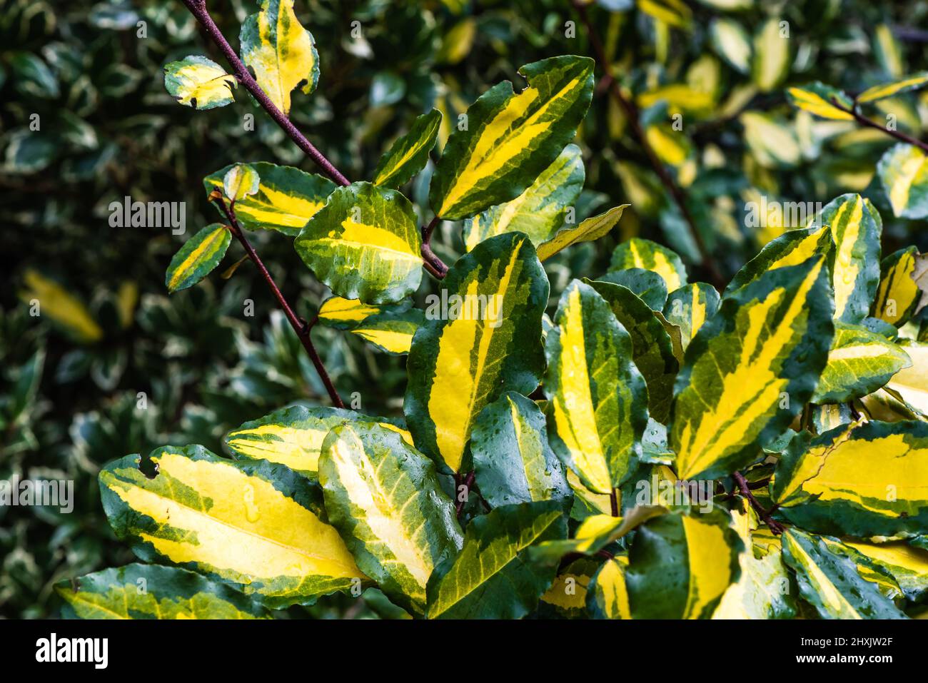 Elaeagnus pungens maculata hi-res stock photography and images - Alamy