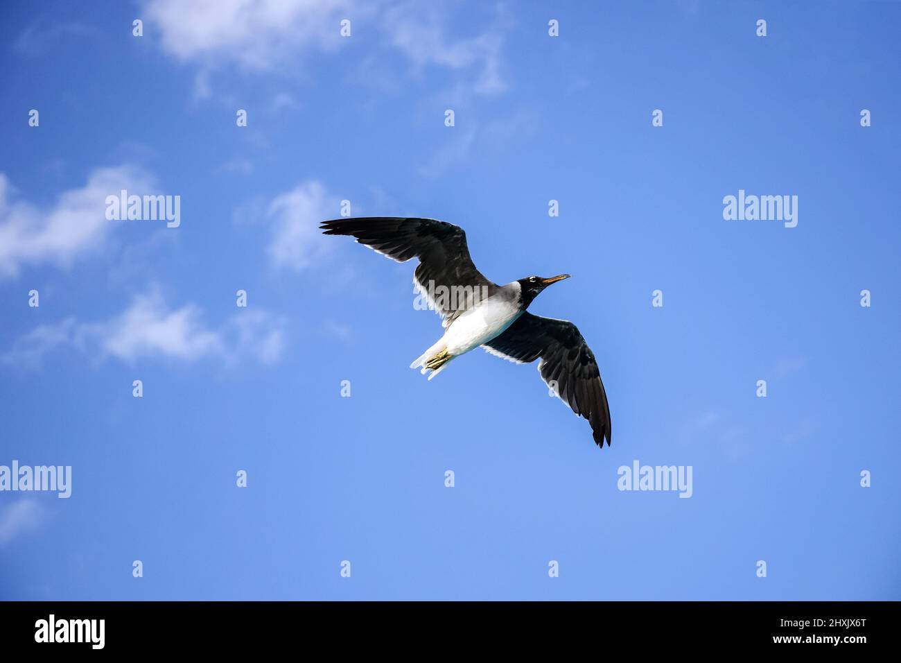 Large white seagull flies in blue sky with clouds, freedom in wild ...