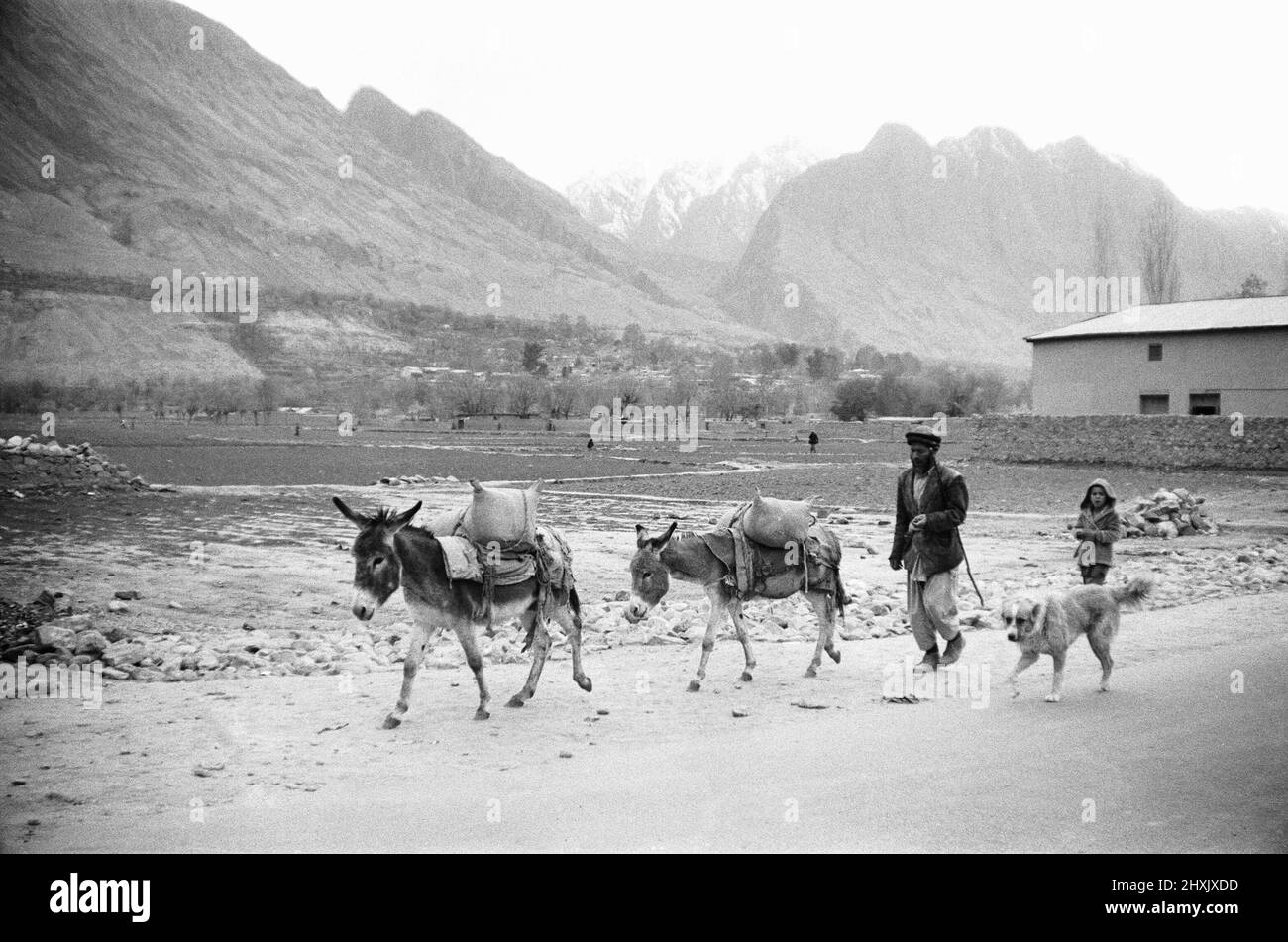 A Pashtun tribesman seen here with his donkeys close to the town of ...