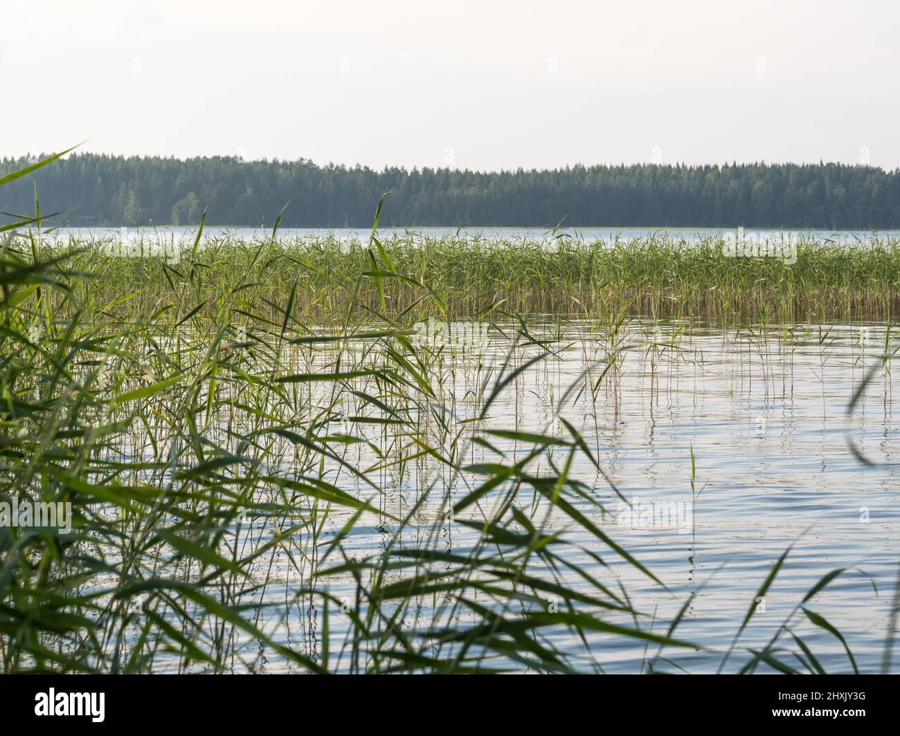 Bed of common reed growing at lake shore Stock Photo - Alamy