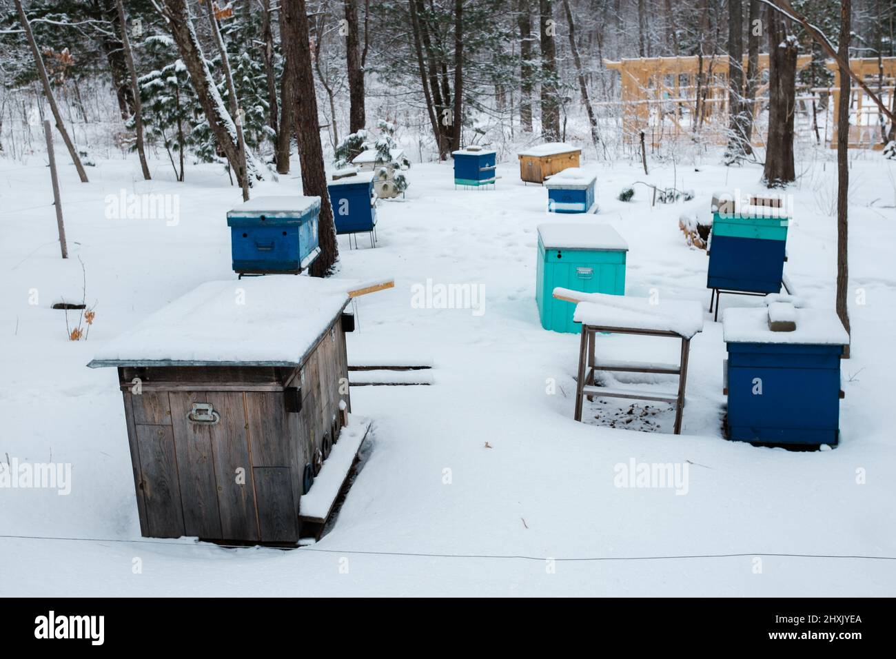 Bee hives in the snow in a forest clearing Stock Photo - Alamy