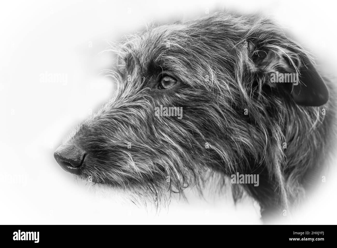 Rough coated lurcher Black and White Stock Photos & Images - Alamy