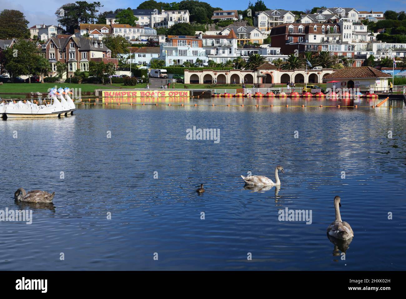 Mute swans on a boating lake at Goodrington Sands, South Devon Stock ...