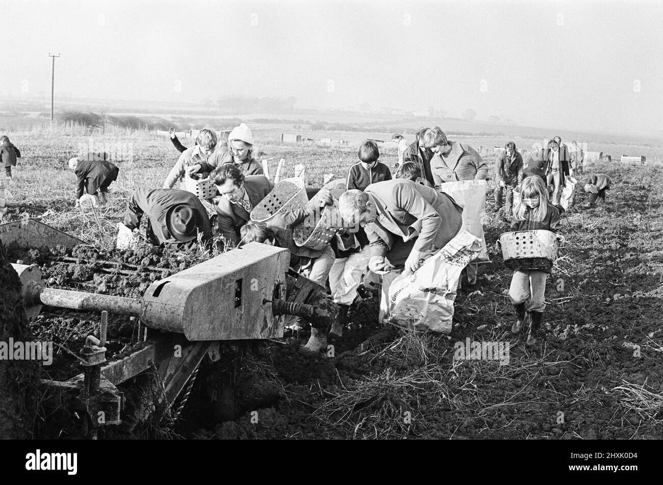 Members of the public help to harvest a late season crow of potatoes ...