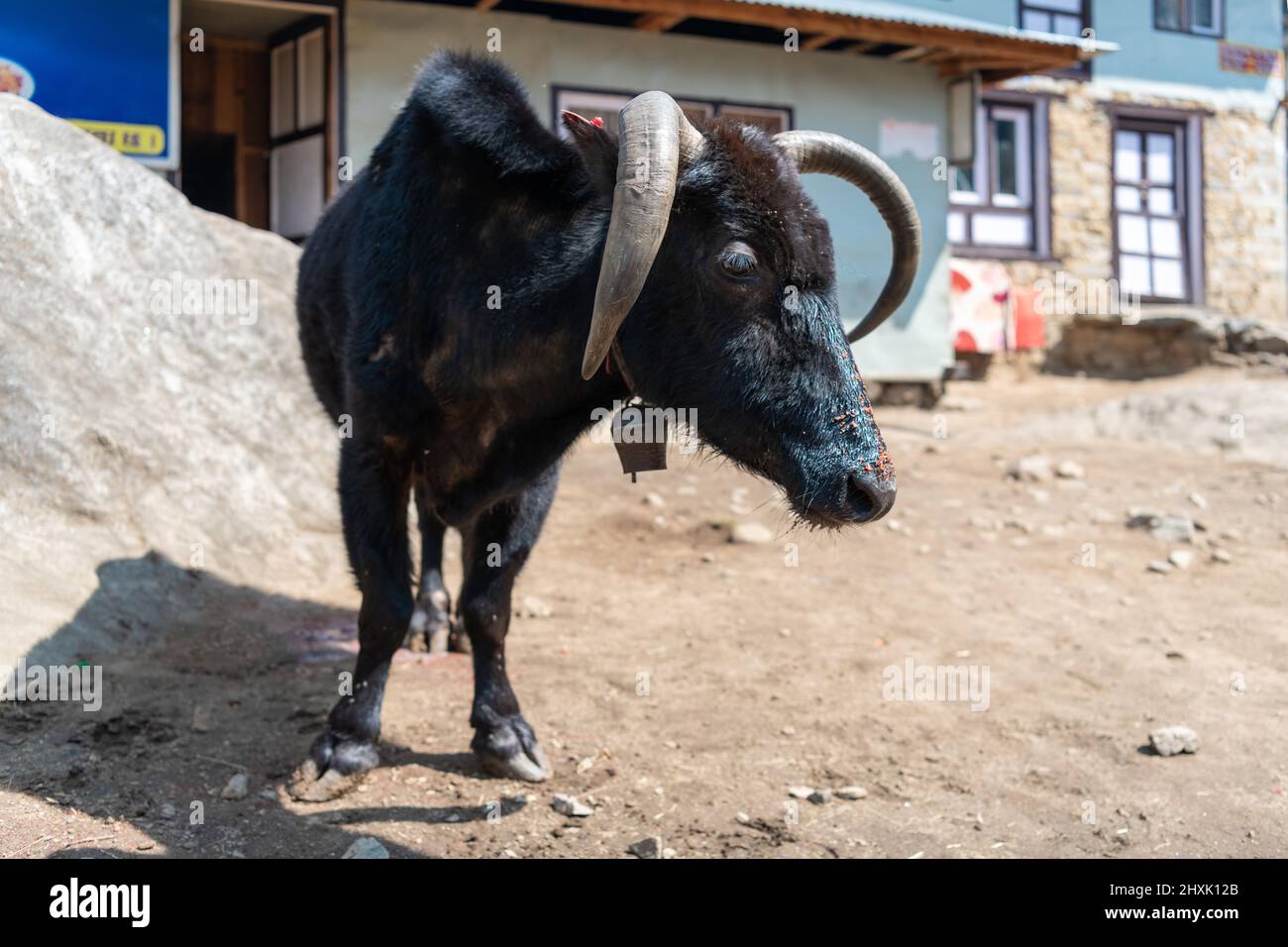 The big one dark animal near old buildings and streets, Nepal Stock ...