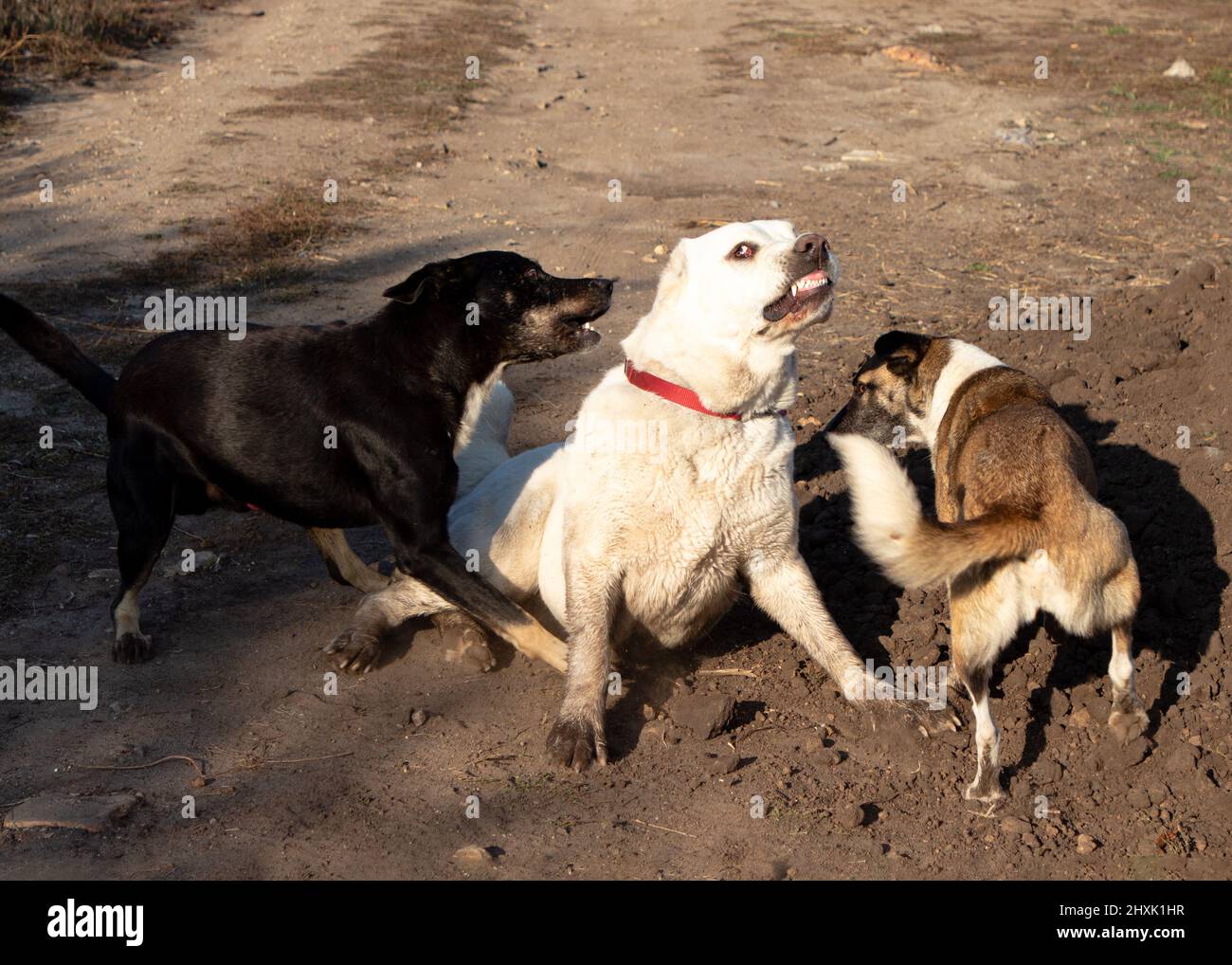 Are Stray Dogs Aggressive