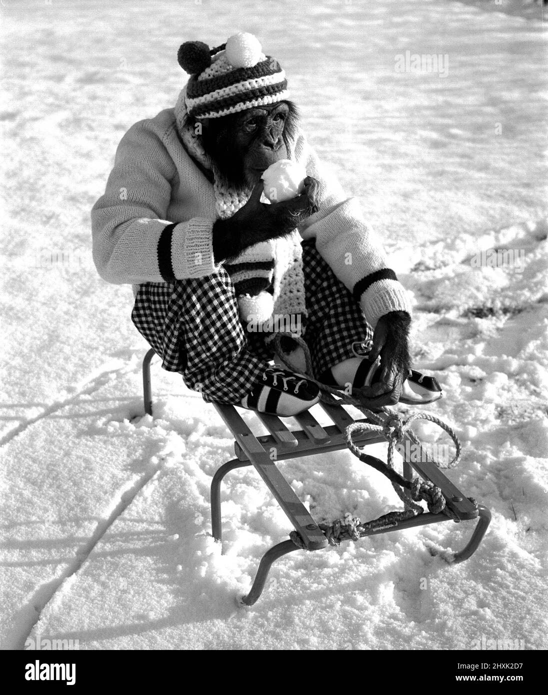 A Chimpanzee at Twycross Zoo wrapped up from the cold while posed on a ...