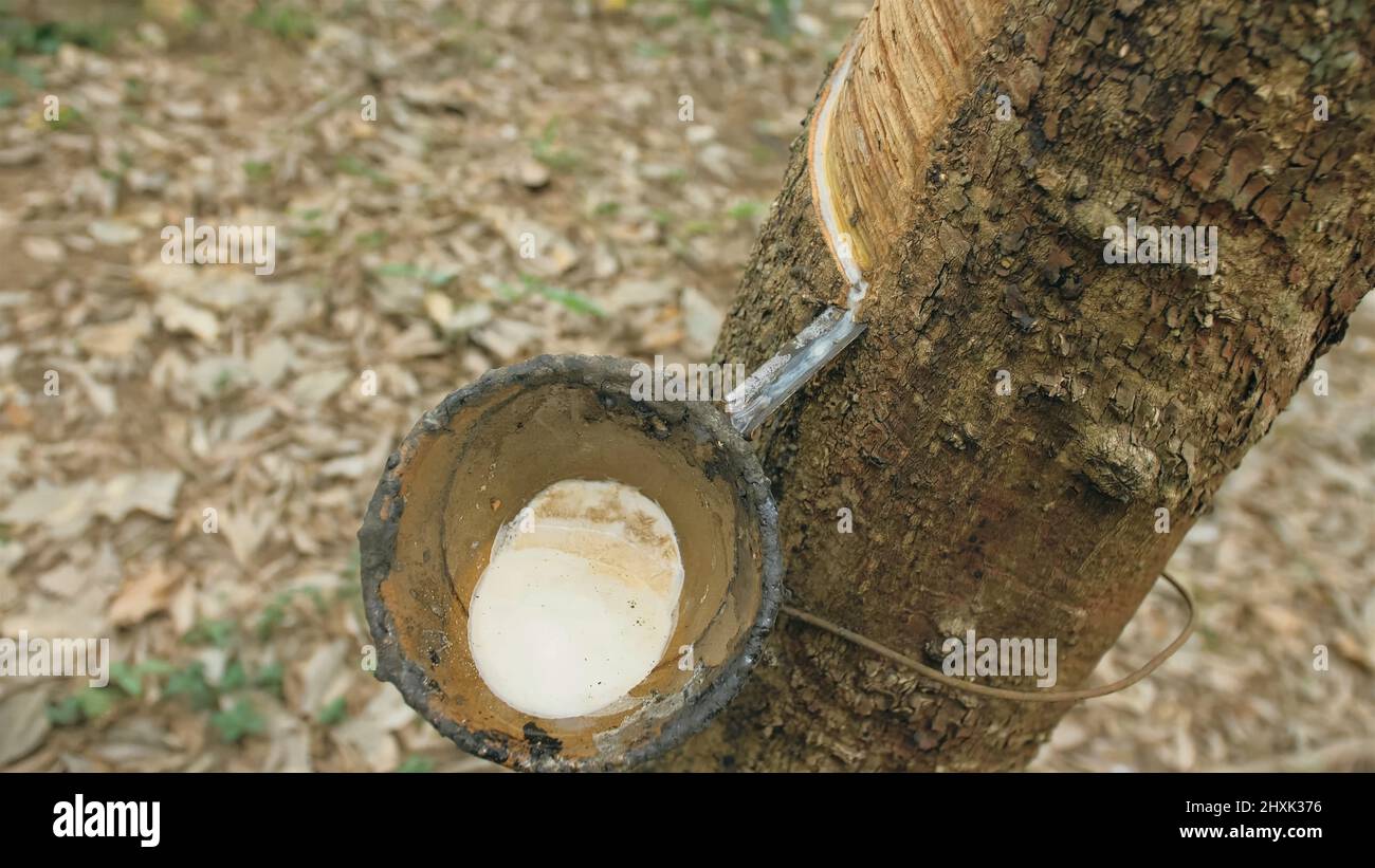 Small wooden bowl fastened to rubber tree trunk to gather latex milk in ...