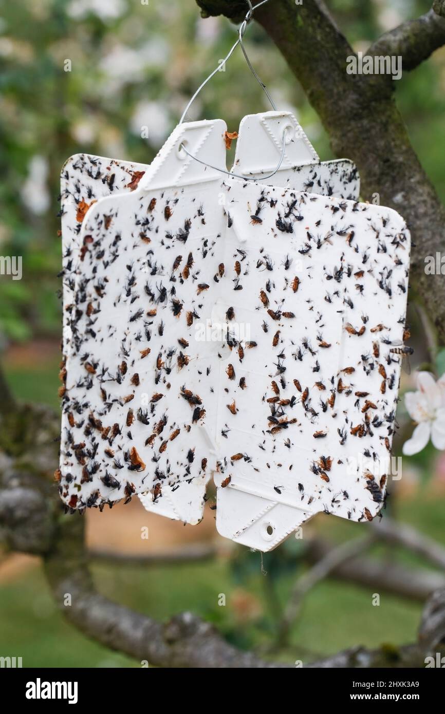 Insects traps hi-res stock photography and images - Alamy