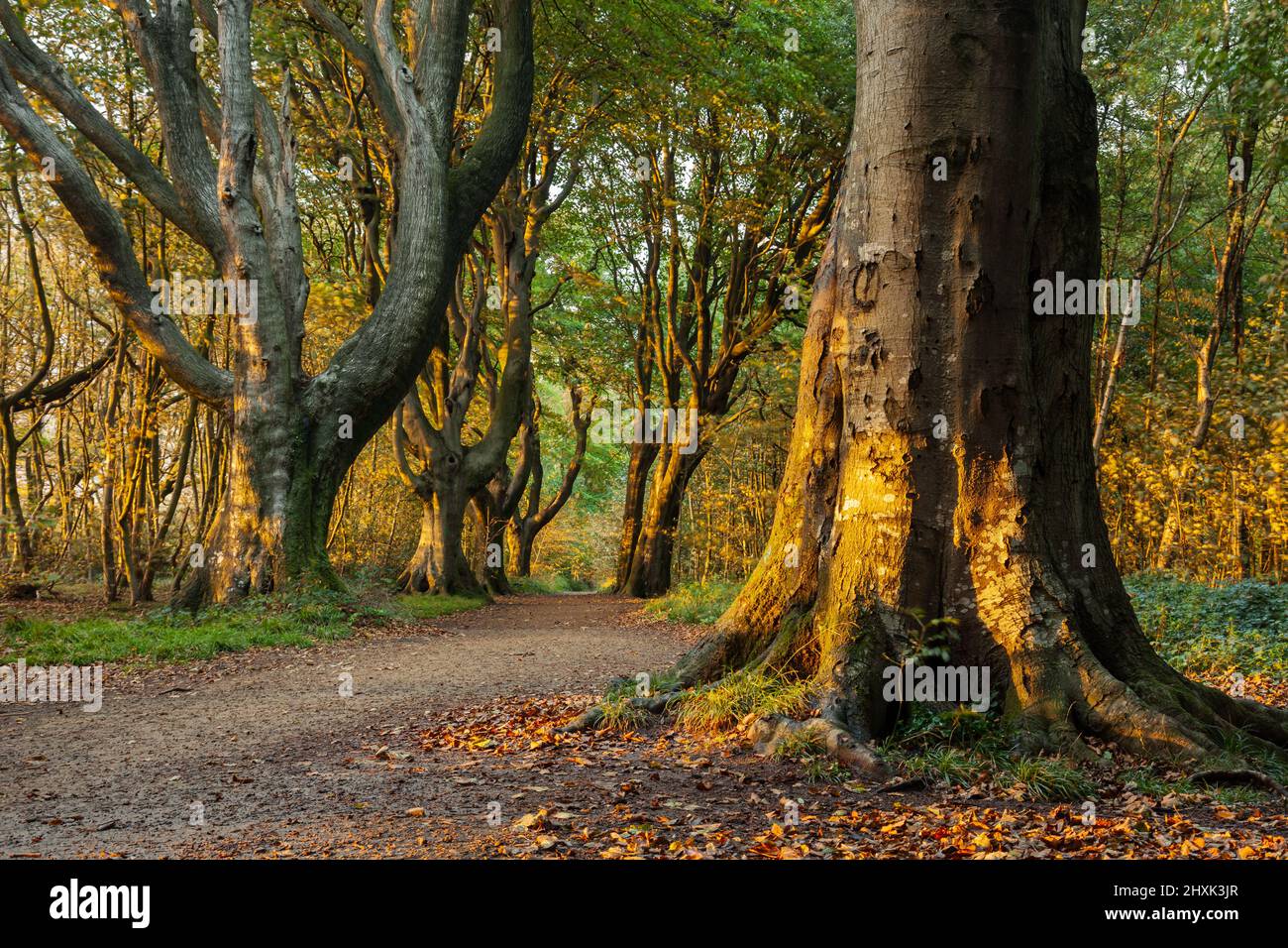 Autumn sunset at Stanmer Park near Brighton, East Sussex, England ...