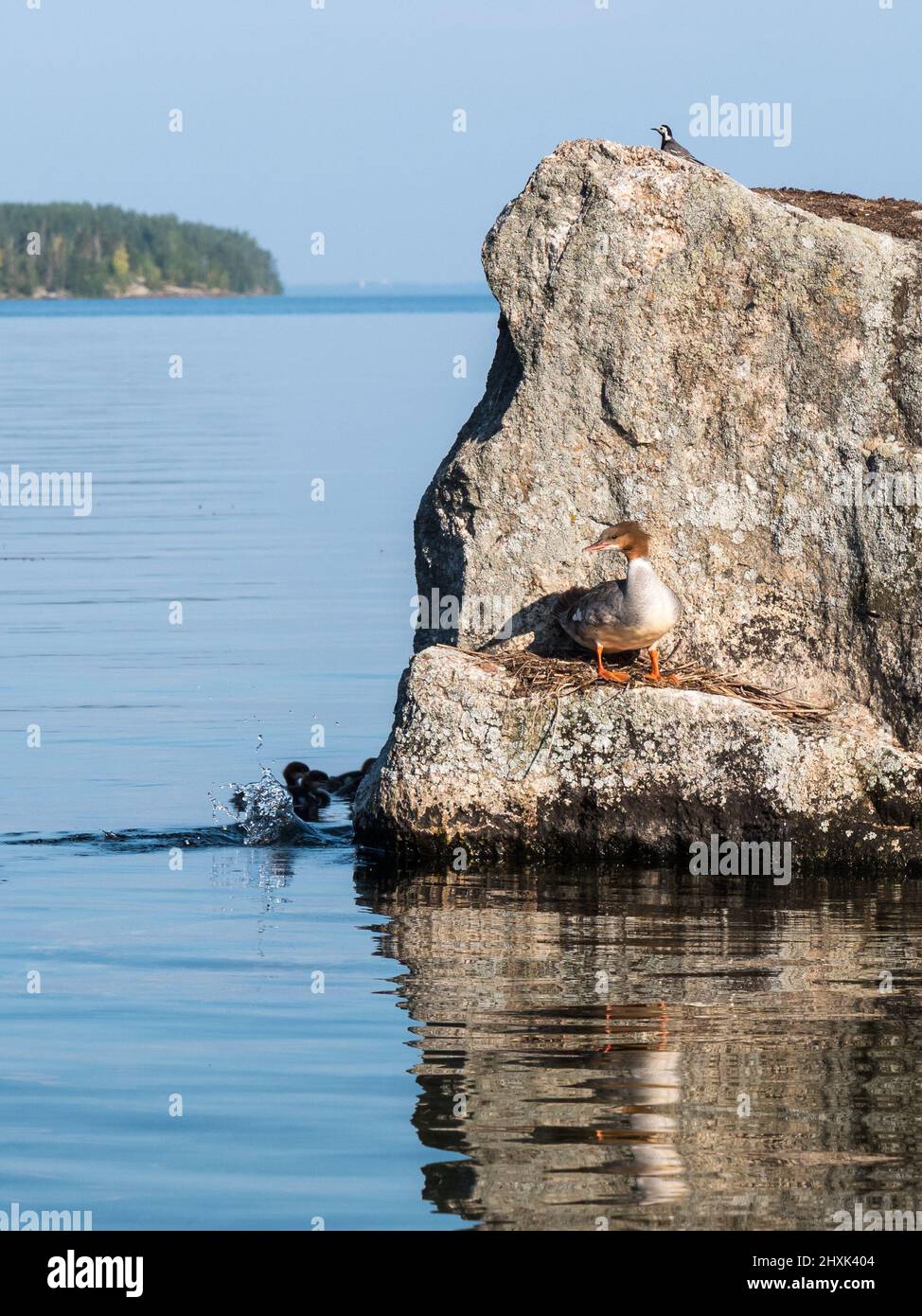 Goosander female with ducklings at stone Stock Photo - Alamy