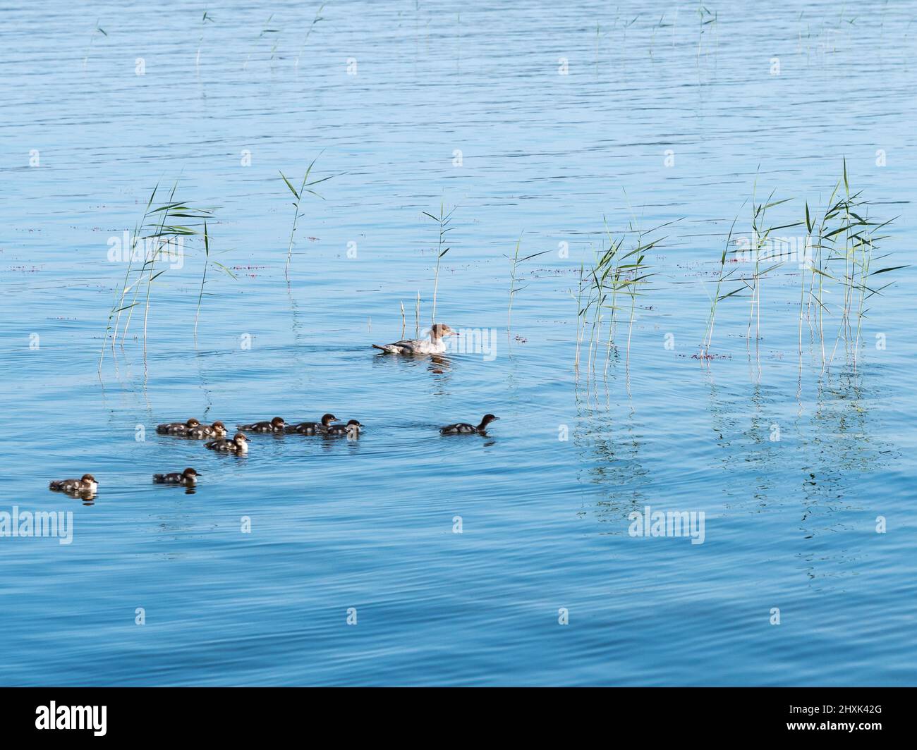 Paddling of goosander ducks Stock Photo - Alamy