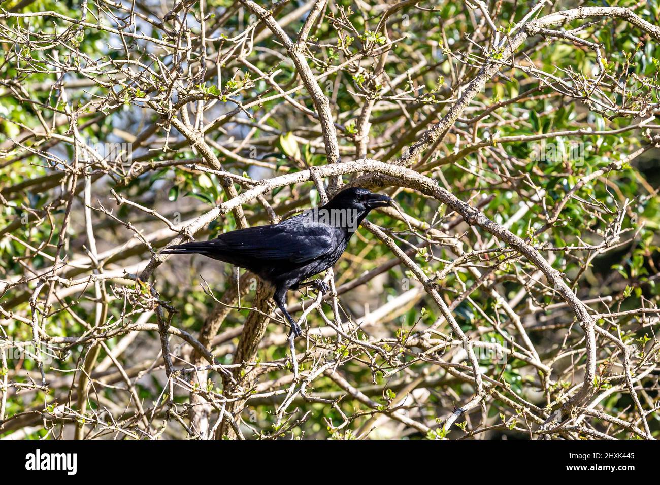 Raven building nest hi-res stock photography and images - Alamy
