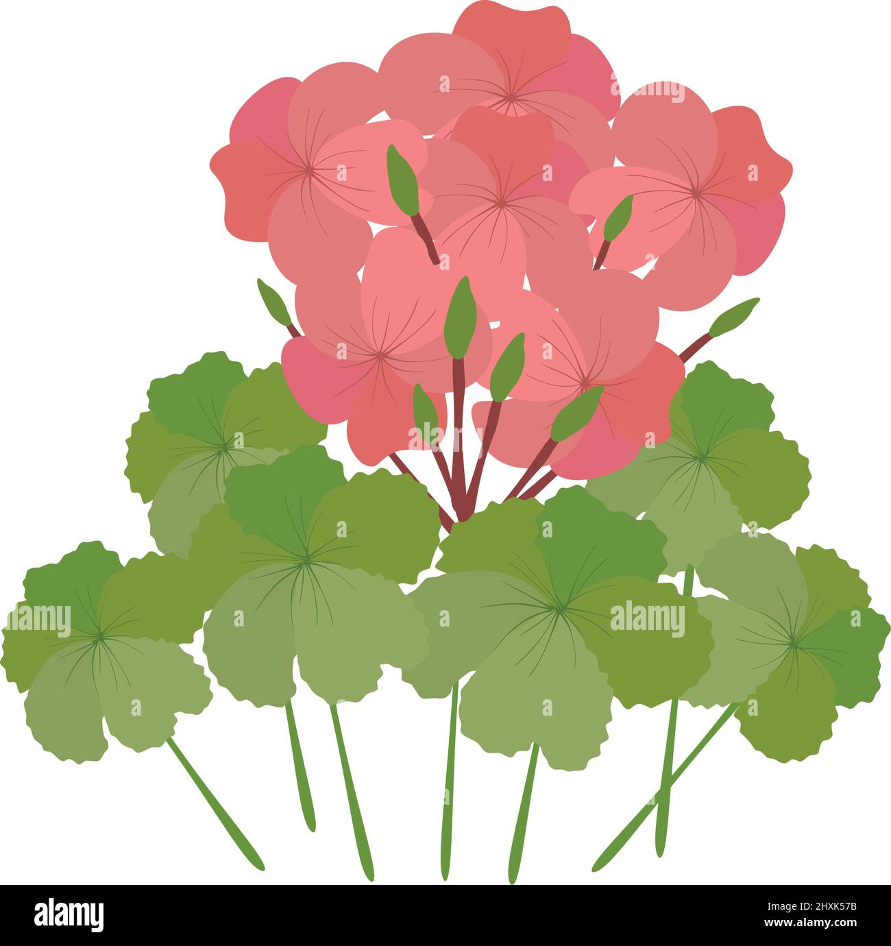Beautiful Flower, Illustration Bunch of Beautiful Red Geranium Flowers ...