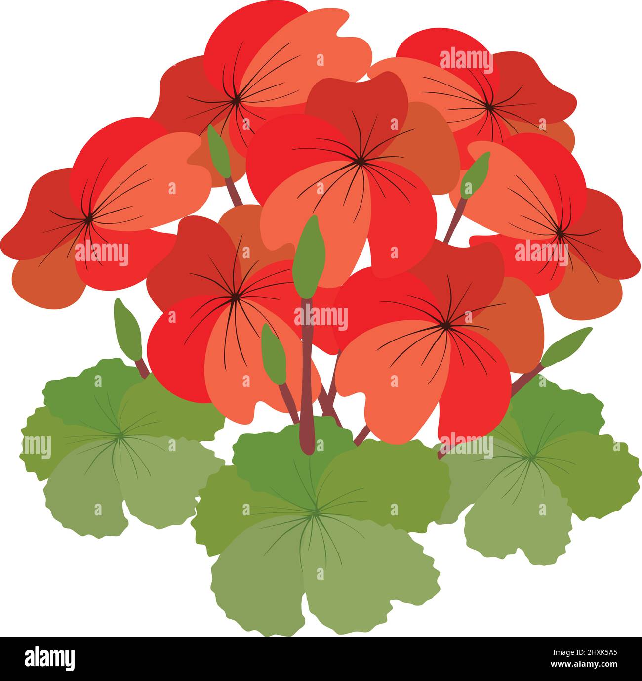 Beautiful Flower, Illustration Bunch of Beautiful Red Geranium Flowers ...