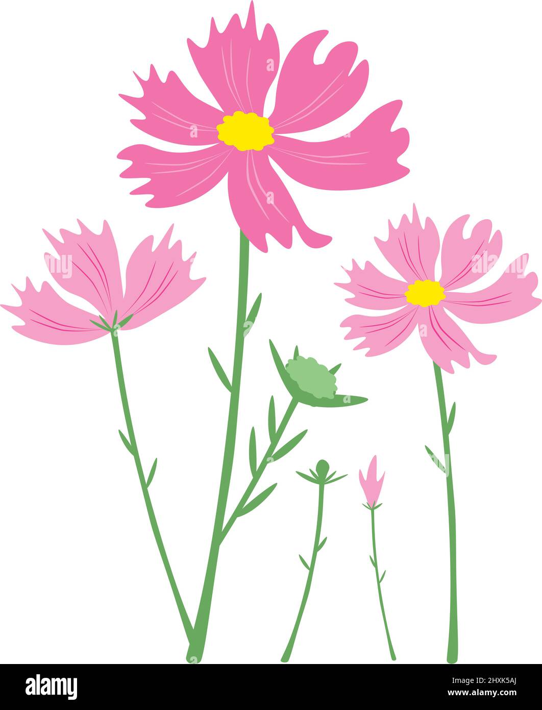 Symbol of Love, Illustration of Bright and Beautiful Pink Cosmos ...