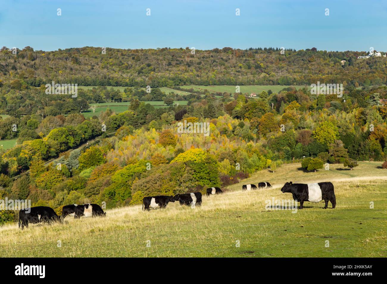 Cows farm Surrey Hill sunny day natural landscape England Europe Stock ...