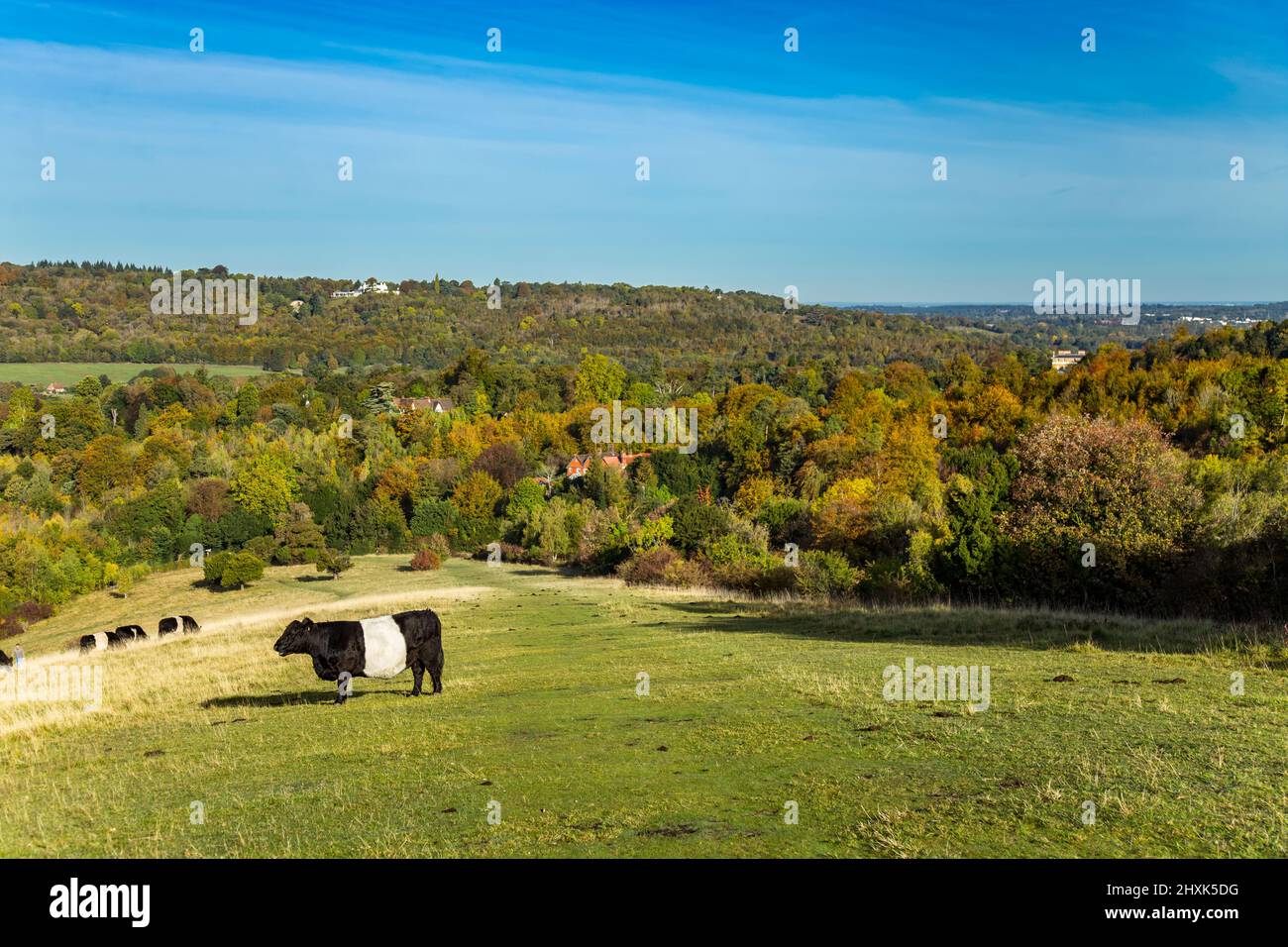 Cows farm Surrey Hill sunny day natural landscape England Europe Stock ...