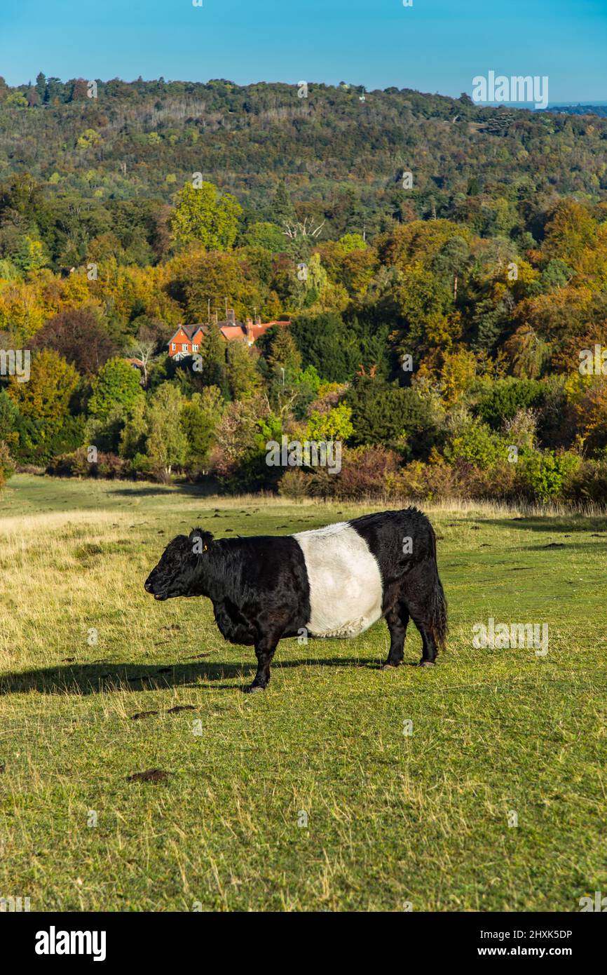 Cows farm Surrey Hill sunny day natural landscape England Europe Stock ...