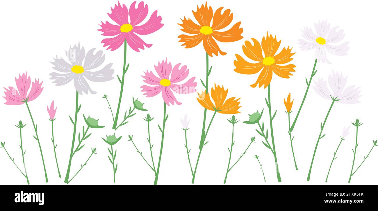 Symbol of Love, Illustration of Bright and Beautiful Colorful Cosmos ...