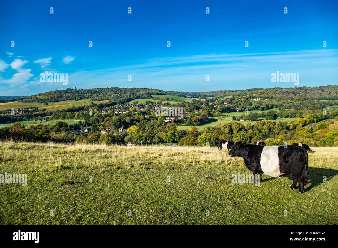 Cows farm Surrey Hill sunny day natural landscape England Europe Stock ...