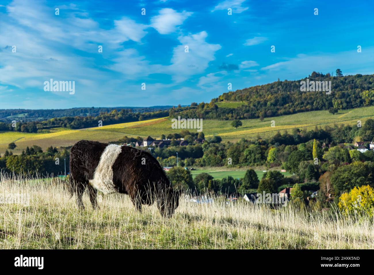 Cows farm Surrey Hill sunny day natural landscape England Europe Stock ...