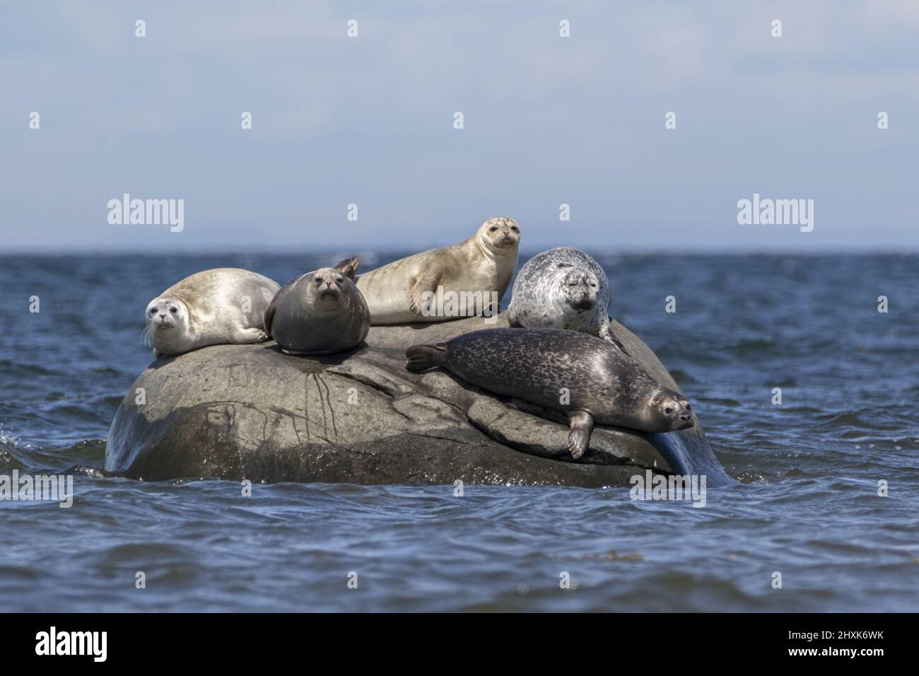 Five Common Seals resting on rock island in blue sea water Stock Photo ...