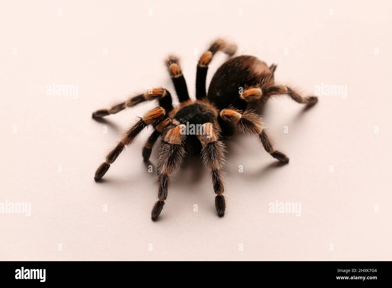 Scary tarantula spider on light background Stock Photo - Alamy
