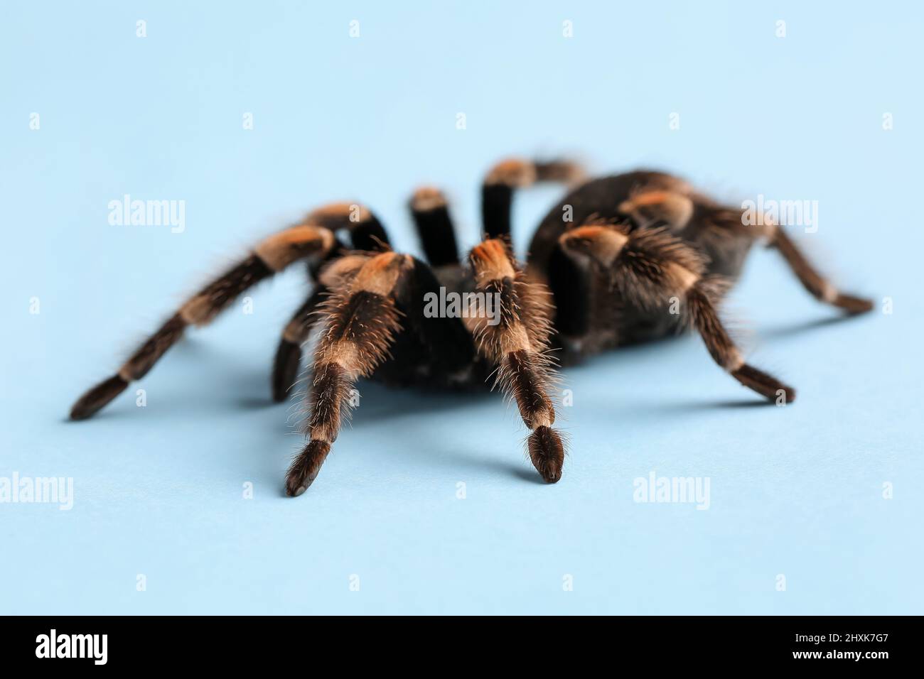 Scary tarantula spider on blue background Stock Photo - Alamy