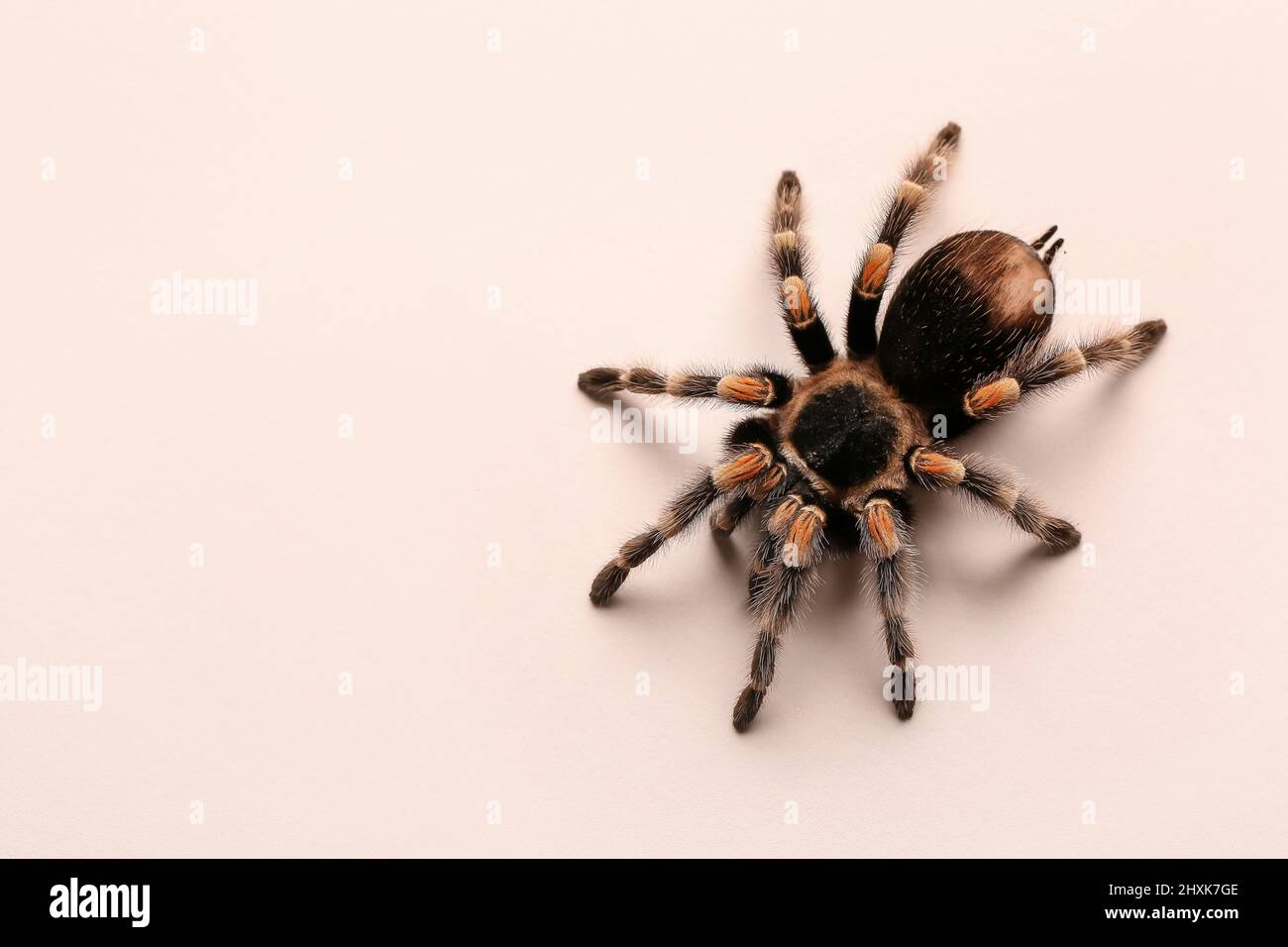 Scary tarantula spider on light background Stock Photo - Alamy