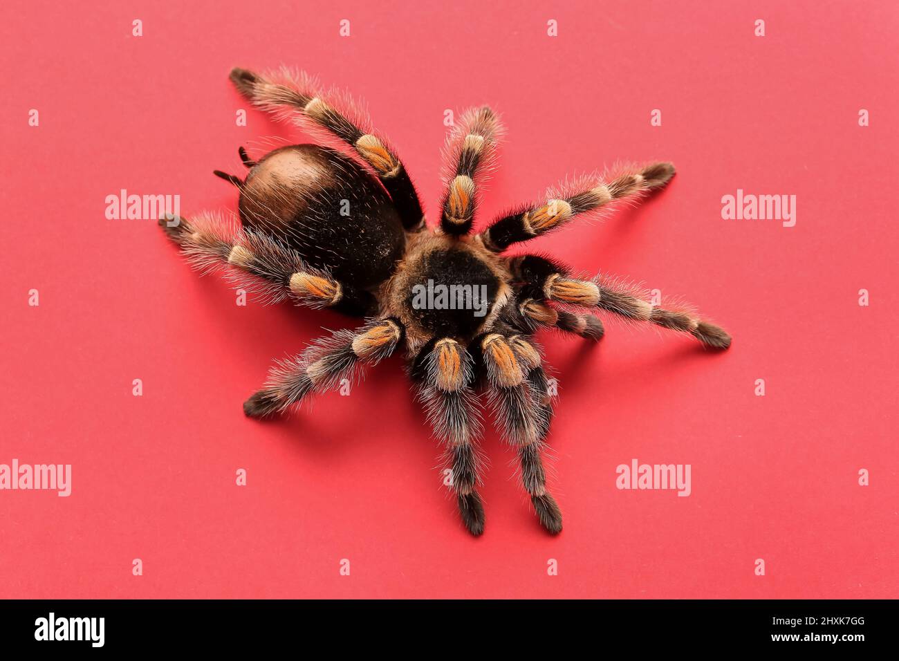 Scary tarantula spider on red background Stock Photo - Alamy