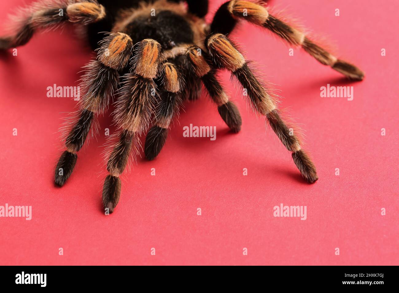 Scary tarantula spider on red background Stock Photo - Alamy