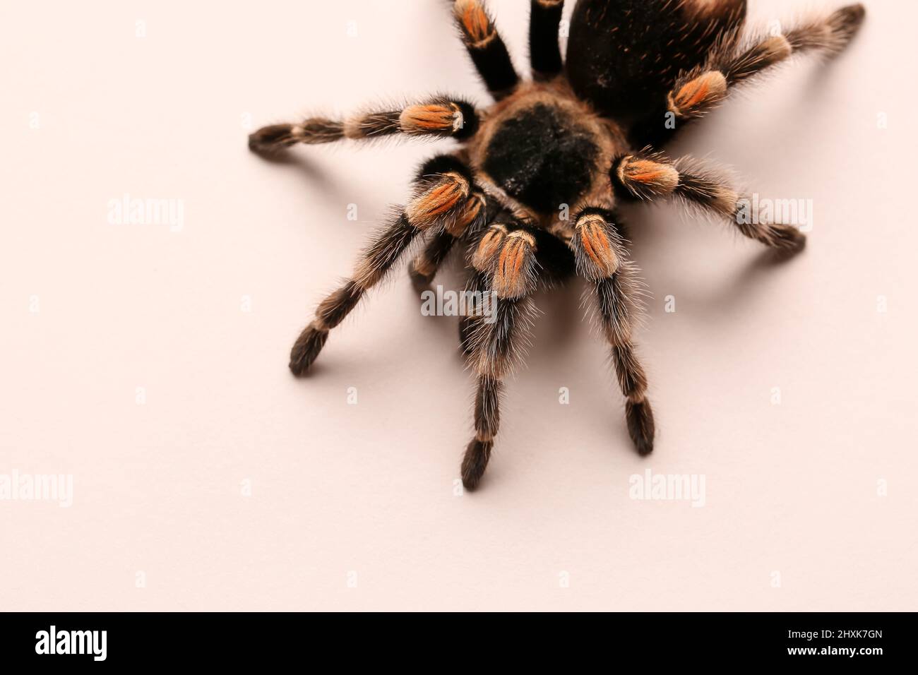 Scary tarantula spider on light background Stock Photo - Alamy