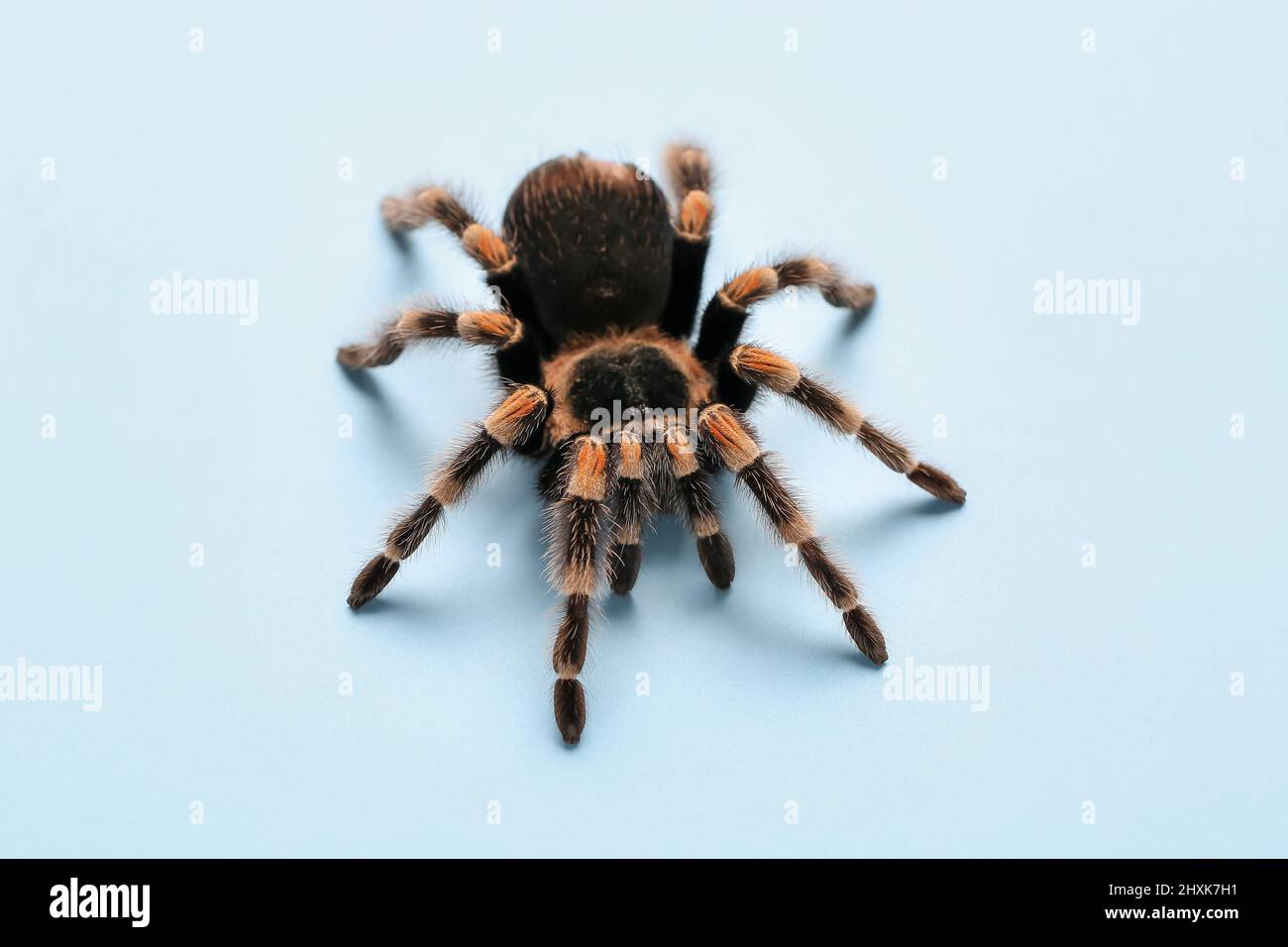 Scary tarantula spider on blue background Stock Photo - Alamy