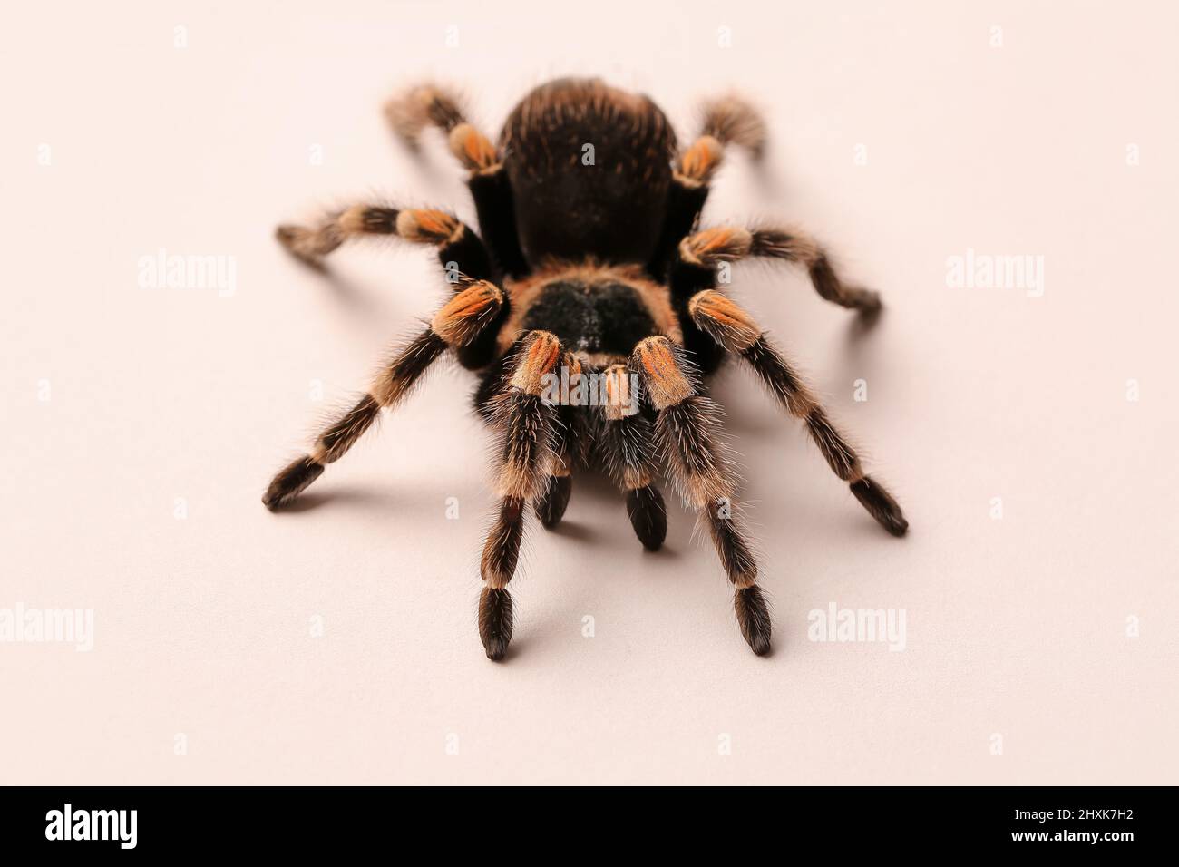 Scary tarantula spider on light background Stock Photo - Alamy