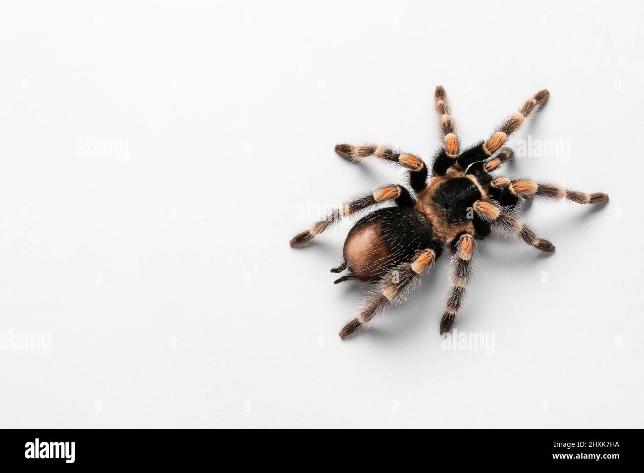 Scary tarantula spider on white background Stock Photo - Alamy