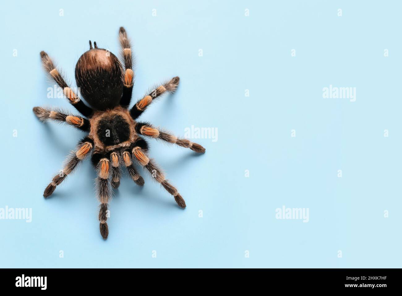 Scary tarantula spider on blue background Stock Photo - Alamy