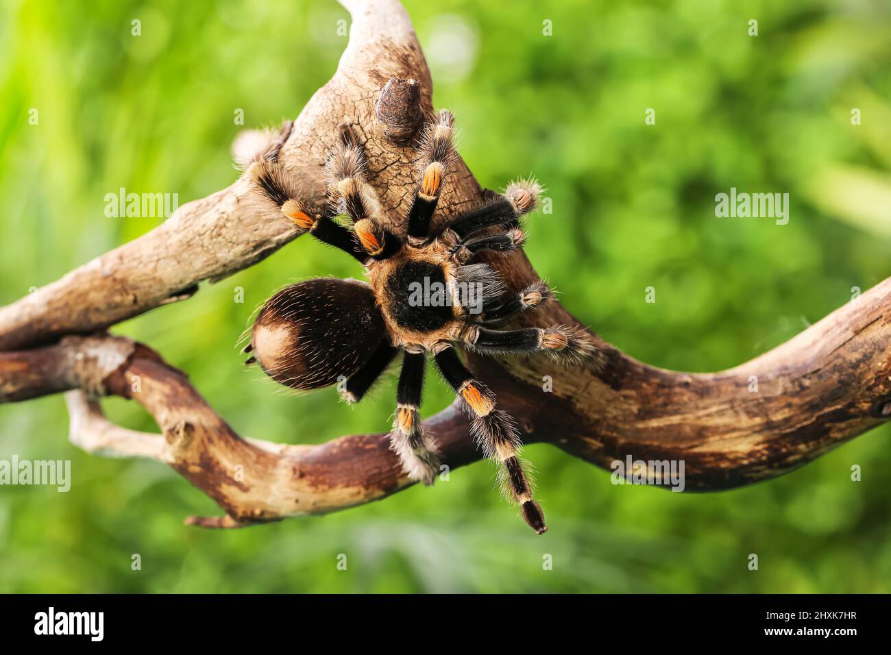 Scary tarantula spider on wooden branch in terrarium Stock Photo - Alamy