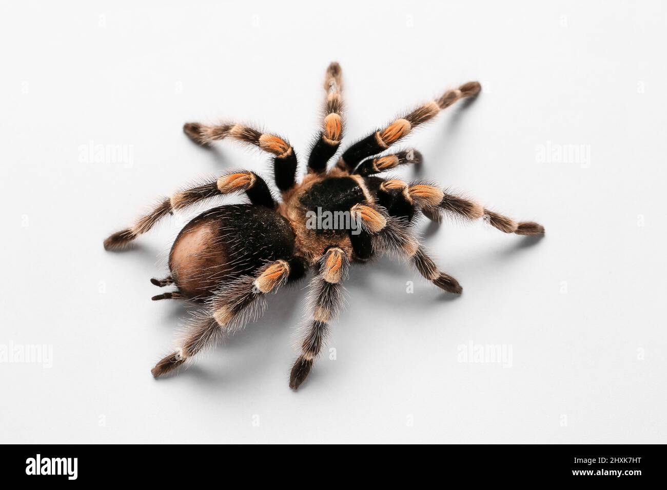 Scary tarantula spider on white background Stock Photo - Alamy